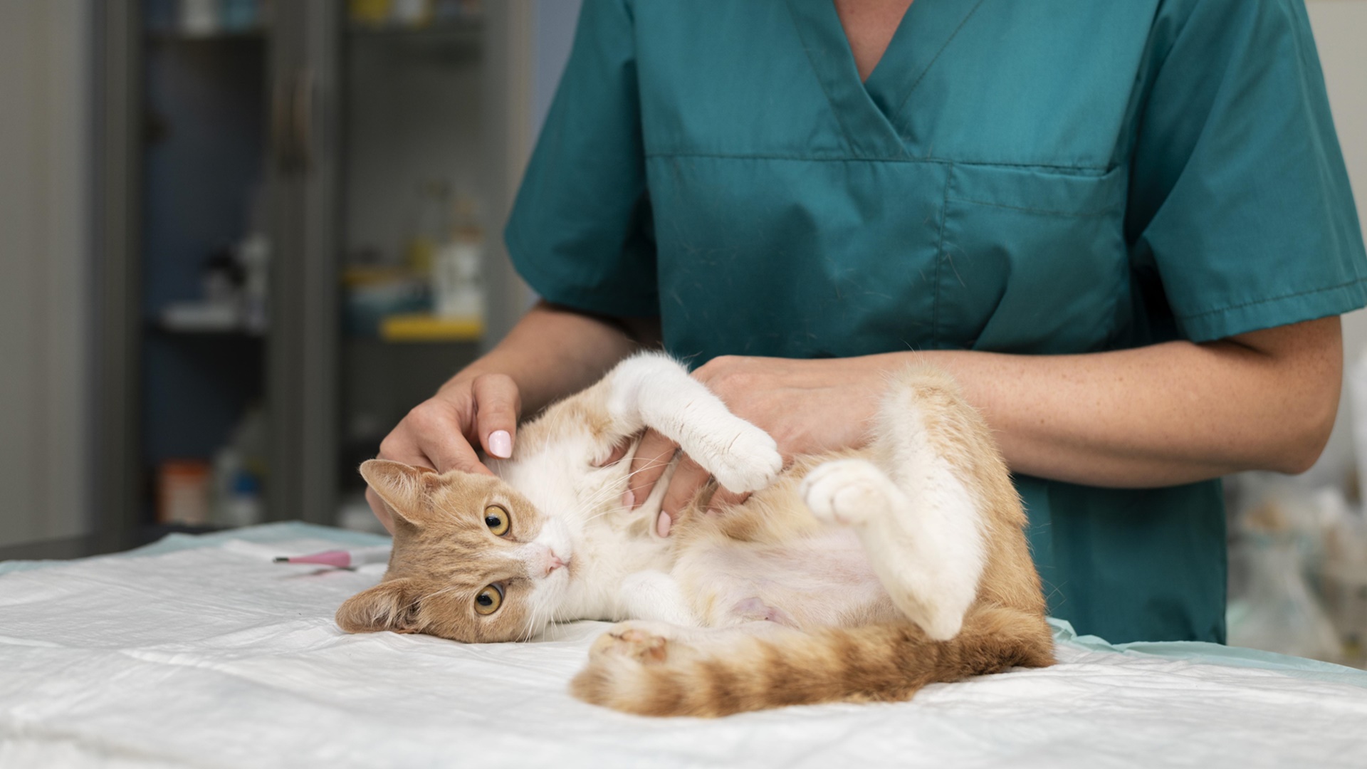 Pet Non-Emergency Illness & Injury In Silver Spring, MD 20904 ...